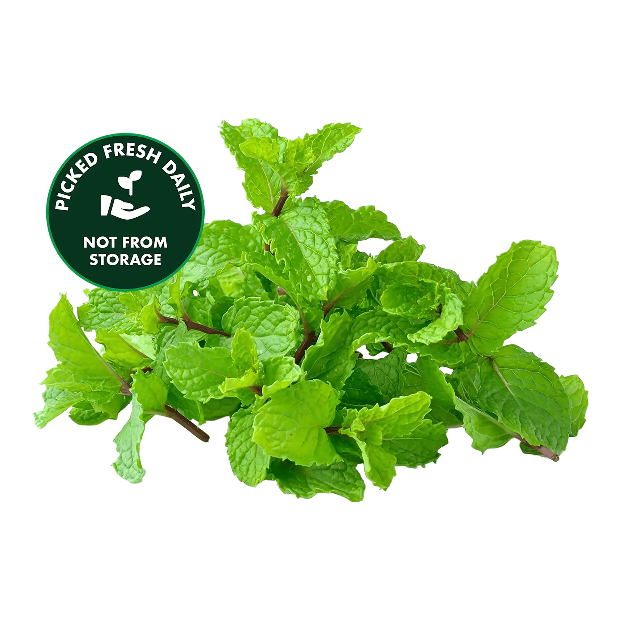 Buy Fresh Mint leaves (Podina) Bundle Online at Best Prices in Pakistan ...