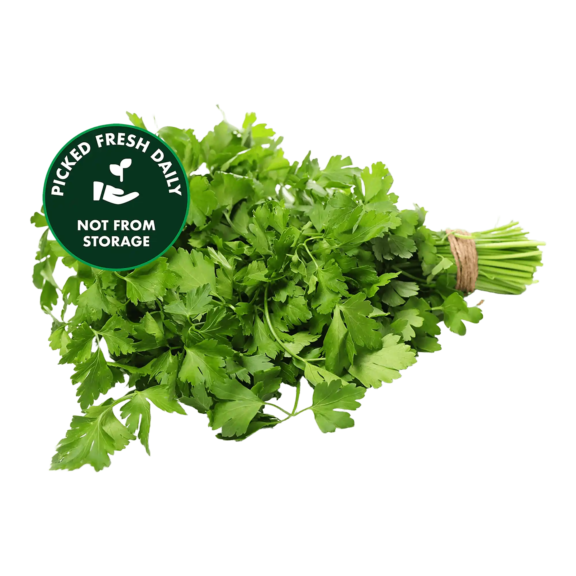 Buy Fresh Coriander (Dhania) - Bundle Online at Best Prices in Pakistan ...